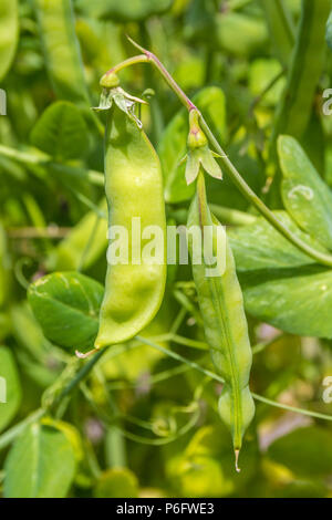 Peas grow in the field, photo of pea pods in the field at sunset ...