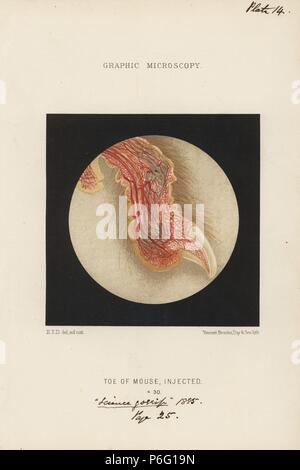 Mouse (Mus musculus) anatomy. Illustration showing the anatomy of male ...