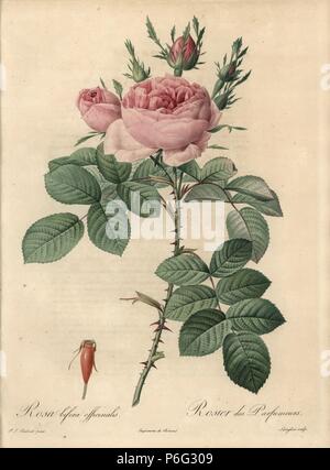 illustration of rosa damascena, Damask rose, the Damascus rose, the ...