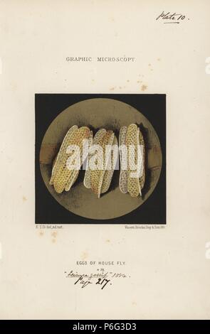 house fly (Musca domestica), eggs, Germany Stock Photo - Alamy