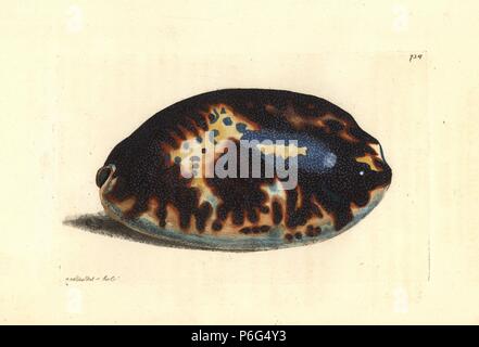 Tortoise cowry, Chelycypraea testudinaria. Illustration drawn and ...