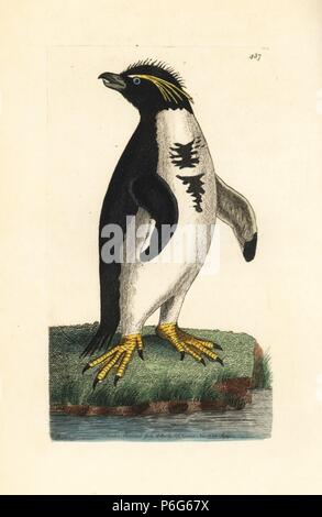 Southern rockhopper penguin (Eudyptes chrysocome) head portrait. Ink ...