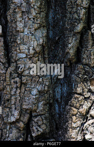 Oak tree trunck closeup as a natural background with copy space Stock ...