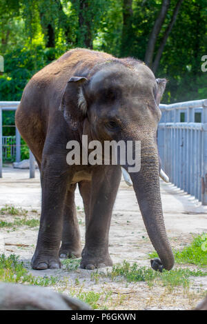 this massive wild African elephant was crossing its back legs just ...