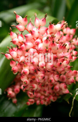 Blooming red and pink bromeliad (aechmea weilbachii) pendula with ...
