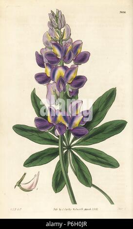 Andean lupin, Lupinus mutabilis (Mr. Cruikshank's Peruvian lupine ...