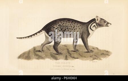Large indian civet (Viverra zibetha) in the night at Kaengkracharn ...