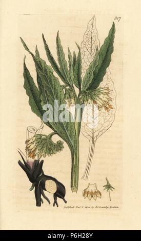 Comfrey, Symphytum officinale. Handcoloured copperplate engraving from ...