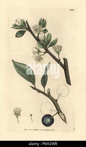Damson plum or wild bullace tree, Prunus domestica subsp. insititia ...