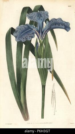 Hooker's blue flag, Iris hookeri (Three petaled iris, Iris tripetala ...