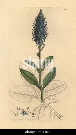 Spiked speedwell, Veronica spicata (Welch speedwell, Veronica hybrida ...