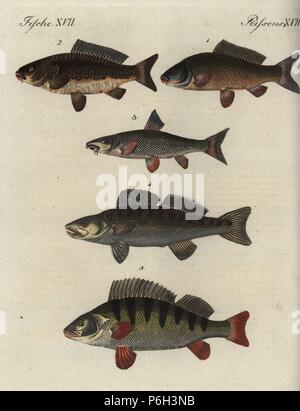 Carp, Cyprinus carpio 1,2, barbel, Barbus barbus 3, pike-perch, Sander ...