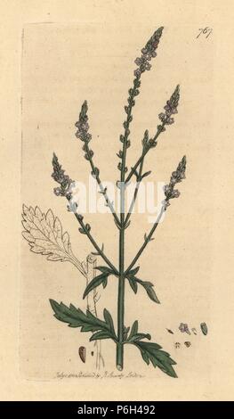 Common vervain, Verbena officinalis. Handcoloured copperplate engraving ...