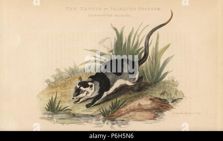 Water Opossum (Chironectes minimus), Yapok marsupial family Didelphidae ...