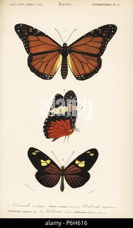 Red cracker butterfly, Hamadryas amphinome (Amphinome, Papilio ...