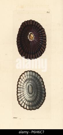 Blue-rayed limpet, Patella pellucida (Brown patella, Patella fusca ...