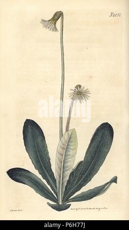 Pineland daisy, Chaptalia tomentosa (Wooly-leaved chaptalia ...