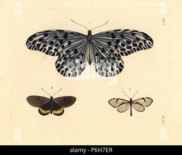 Idea Lynceus (Tree Nymph) butterfly Stock Photo - Alamy