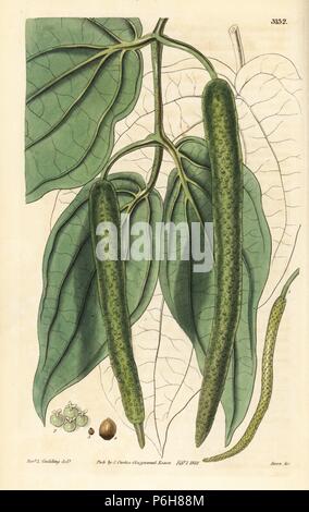 Betel (Piper betle), illustration from Soviet encyclopedia, 1927 Stock ...