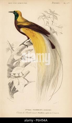 The greater bird-of-paradise (Paradisaea apoda) is a bird-of-paradise ...