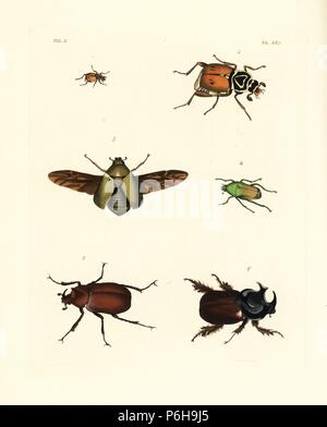 Delta beetle, Trigonopeltastes delta 1, magnified 2, Antichira virens 3 ...