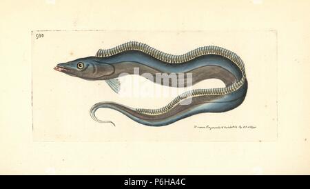Trichiurus lepturus, Print, The largehead hairtail (Trichiurus lepturus ...