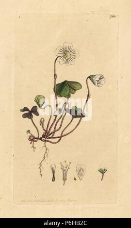 Common woodsorrel, Oxalis acetosella. Handcoloured copperplate ...