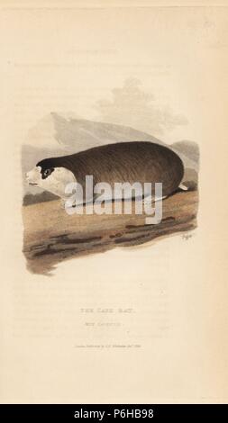Georychus capensis (Cape mole-rat), 1777-1780 Stock Photo - Alamy