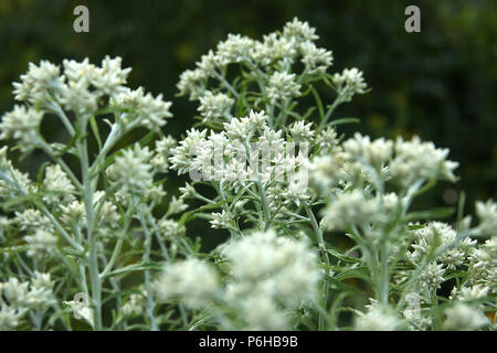 Pseudognaphalium obtusifolium (Sweet everlasting) in bloom Stock Photo ...