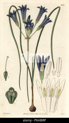 Crown brodiaea, Brodiaea coronaria (Large flowered brodiaea, Brodiaea ...