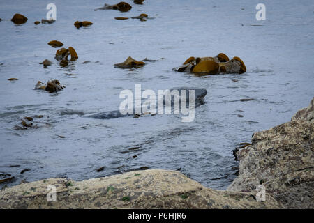 The seal colony at Ravenscar can be reached by taking the steep walk ...