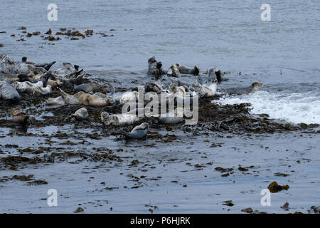 General view of the Ravenscar seal colony resting on the rocks and ...