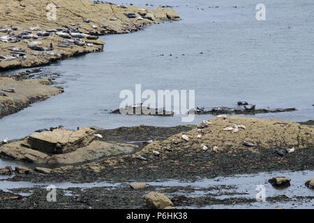 General view of the Ravenscar seal colony resting on the rocks and ...