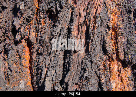The unusually deep furrowed black bark of the Mugga Ironbark or Red ...