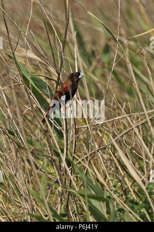 Chestnut Munia (Lonchura atricapilla) adult, perched on metal railing ...