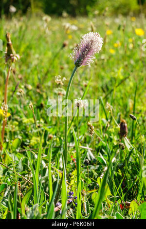 Flowering head of timothy-grass (Phleum pratense), with male filaments ...