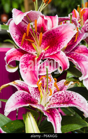 Tiger lily plants beautiful flowers close up Stock Photo - Alamy
