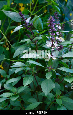 Young purple Basil grows in the garden. Close-up of purple and green ...
