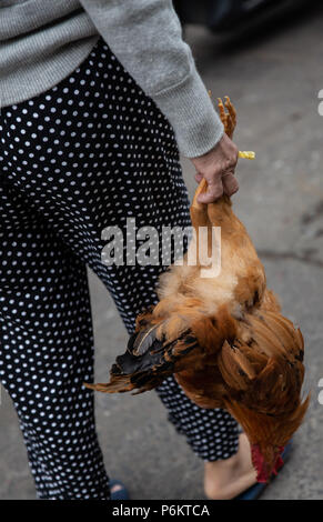 Vietnamese Woman Carrying Chicken to prepare for dinner Stock Photo - Alamy