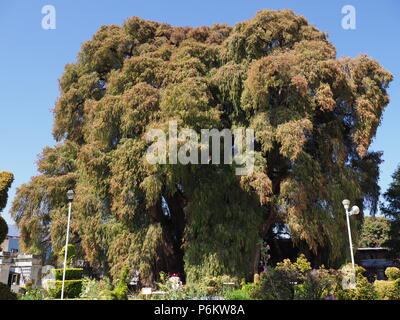 Giant Cypress Tule Tree, Arbol del Tule, Santa Maria del Tule ...