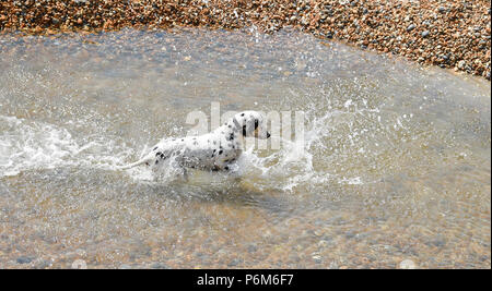 Dalmation Dogs running on Beach Stock Photo - Alamy