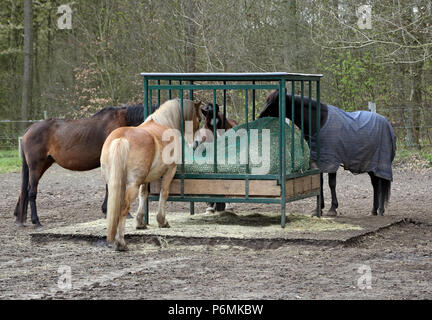 Melbeck, horses eating on a sand paddock from a hay rack with safety ...