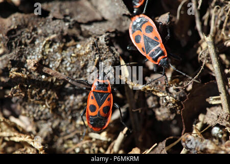 Common fire bugs (Pyrrhocoris apterus Stock Photo - Alamy