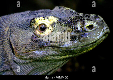 Female Komodo dragon, Varanus komodoensis, known as Flora, at Chester ...