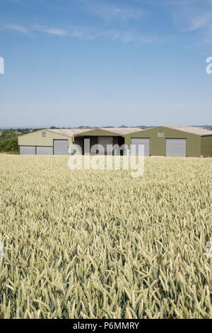 English wheat field Stock Photo - Alamy