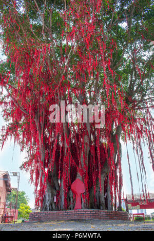 Wishing tree in Sekinchan, Selangor, Malaysia Stock Photo - Alamy