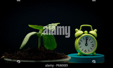 Plant grow with alarm clock Stock Photo - Alamy