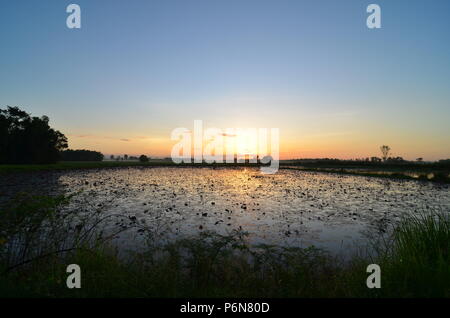 Early summer morning sun hits Stock Photo - Alamy