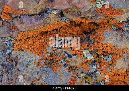 Multi color and types Crustose Lichen (organism that arises from algae ...