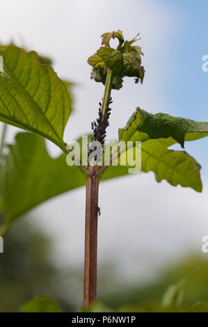 Ants farming aphids for honey dew Stock Photo - Alamy